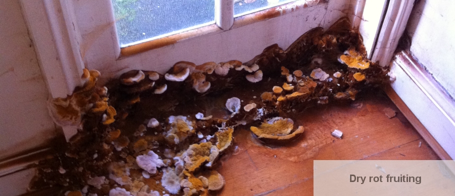 Assured Preservations - Dry rot treatment in London, Croydon and Bromley